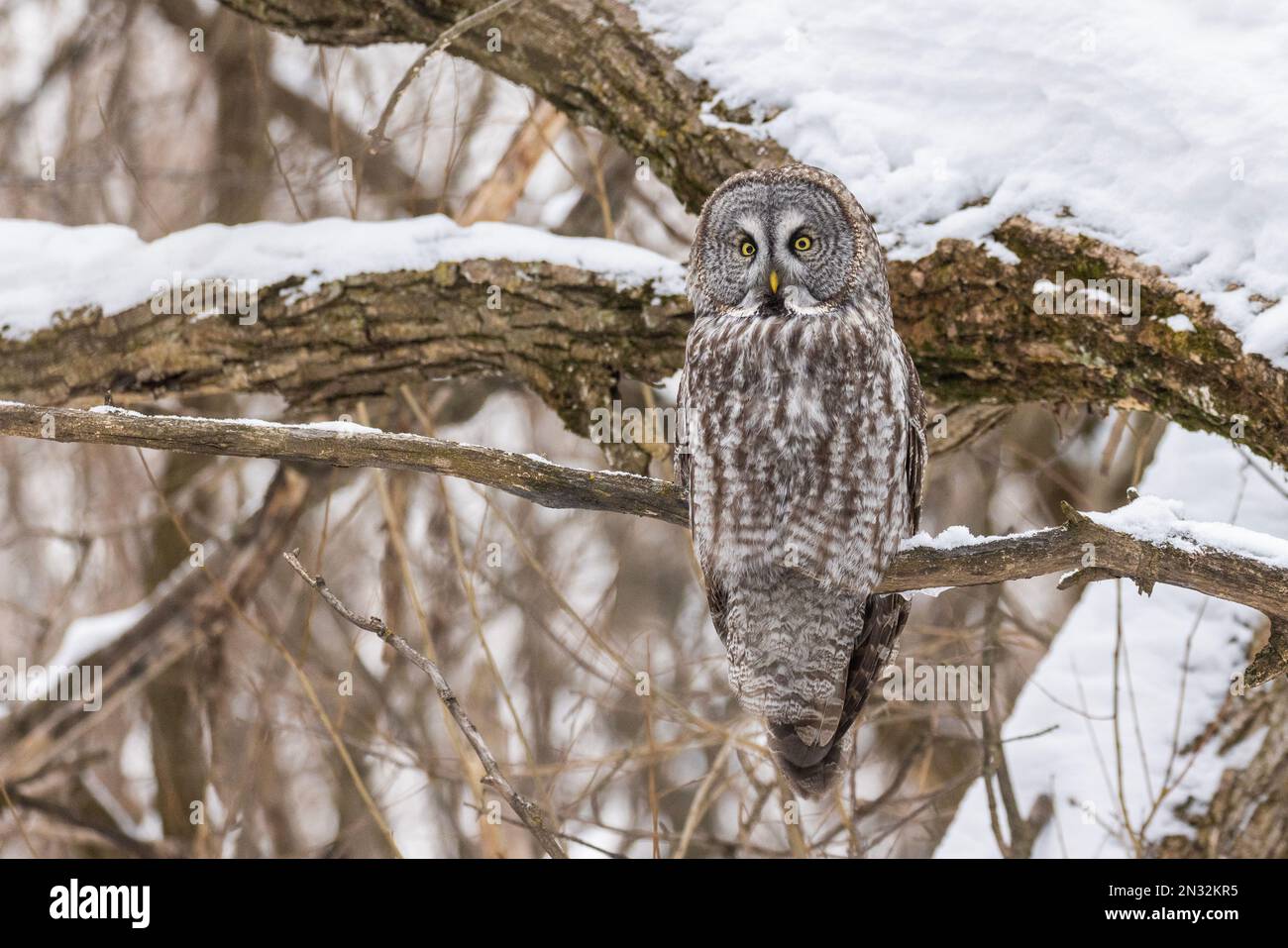great grey owl (Strix nebulosa) in winter Stock Photo - Alamy