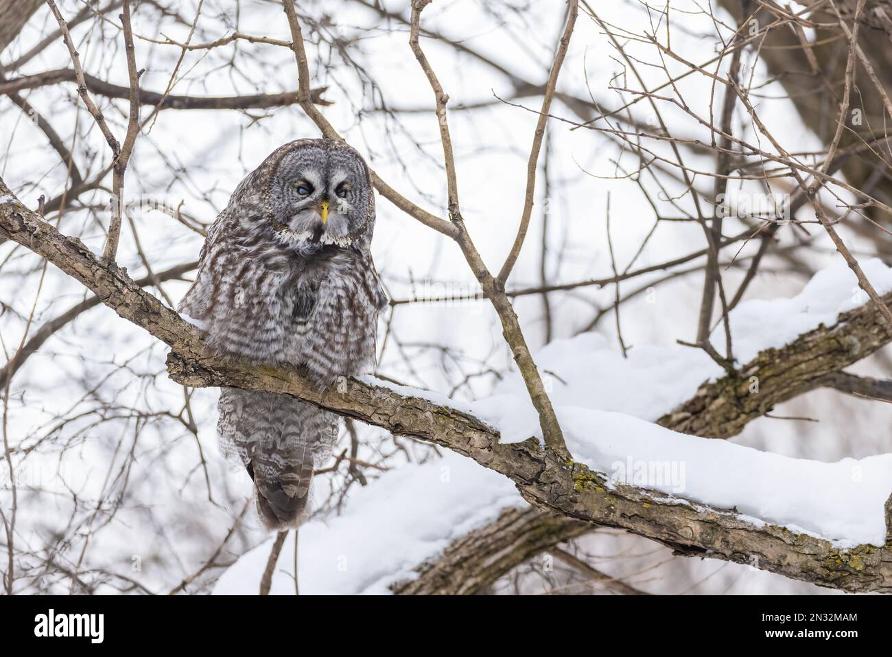 great grey owl (Strix nebulosa) in winter Stock Photo - Alamy
