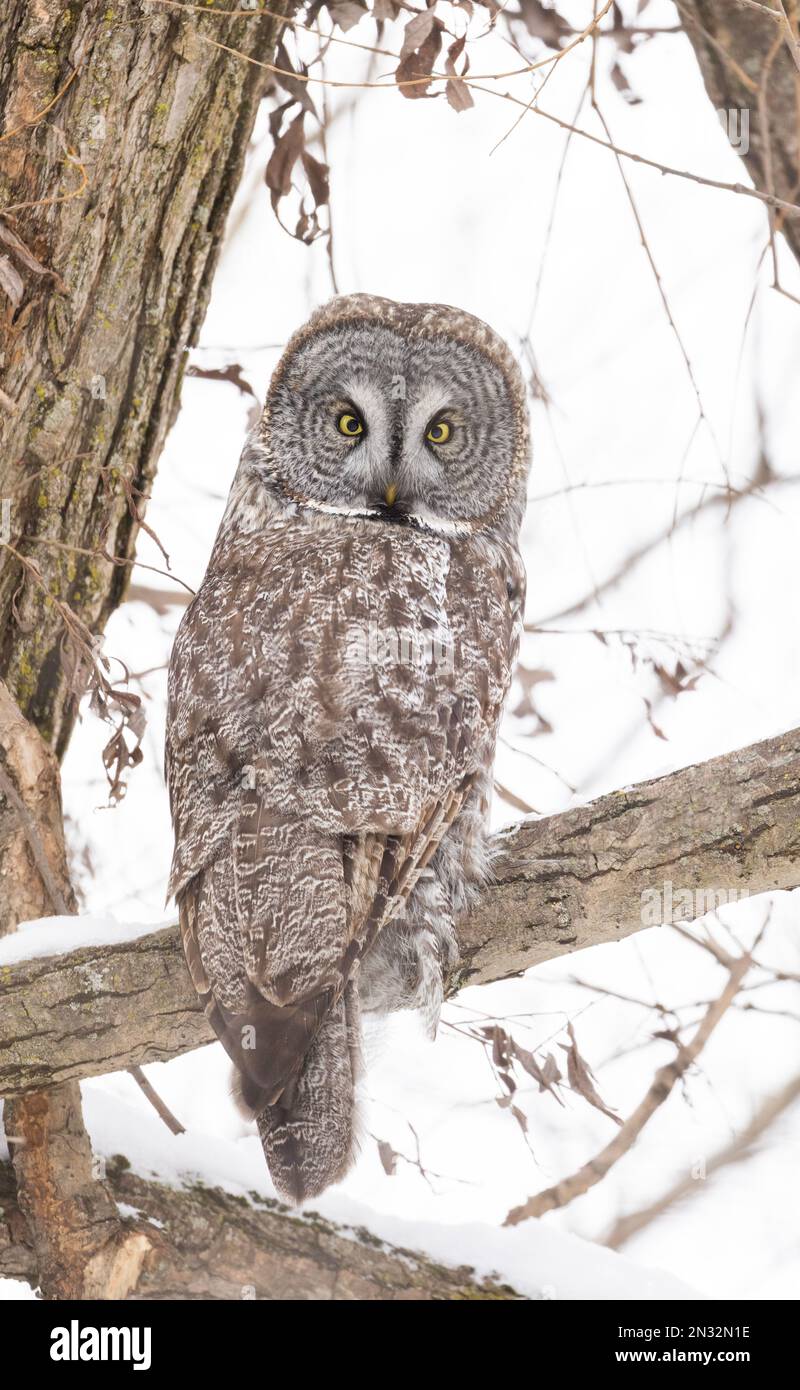 great grey owl (Strix nebulosa) in winter Stock Photo - Alamy