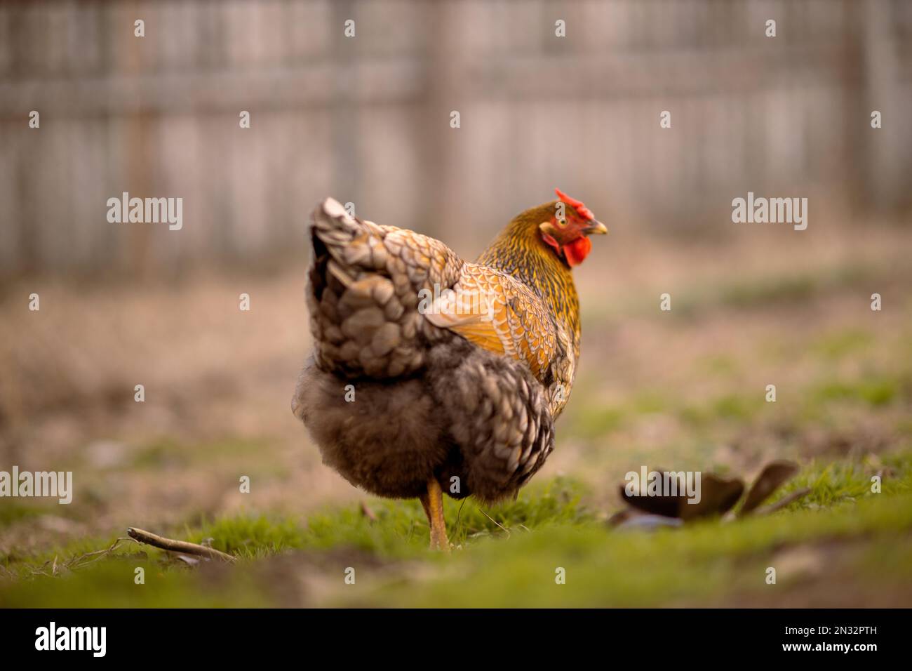 Golden Wyandotte (Hen Stock Photo - Alamy