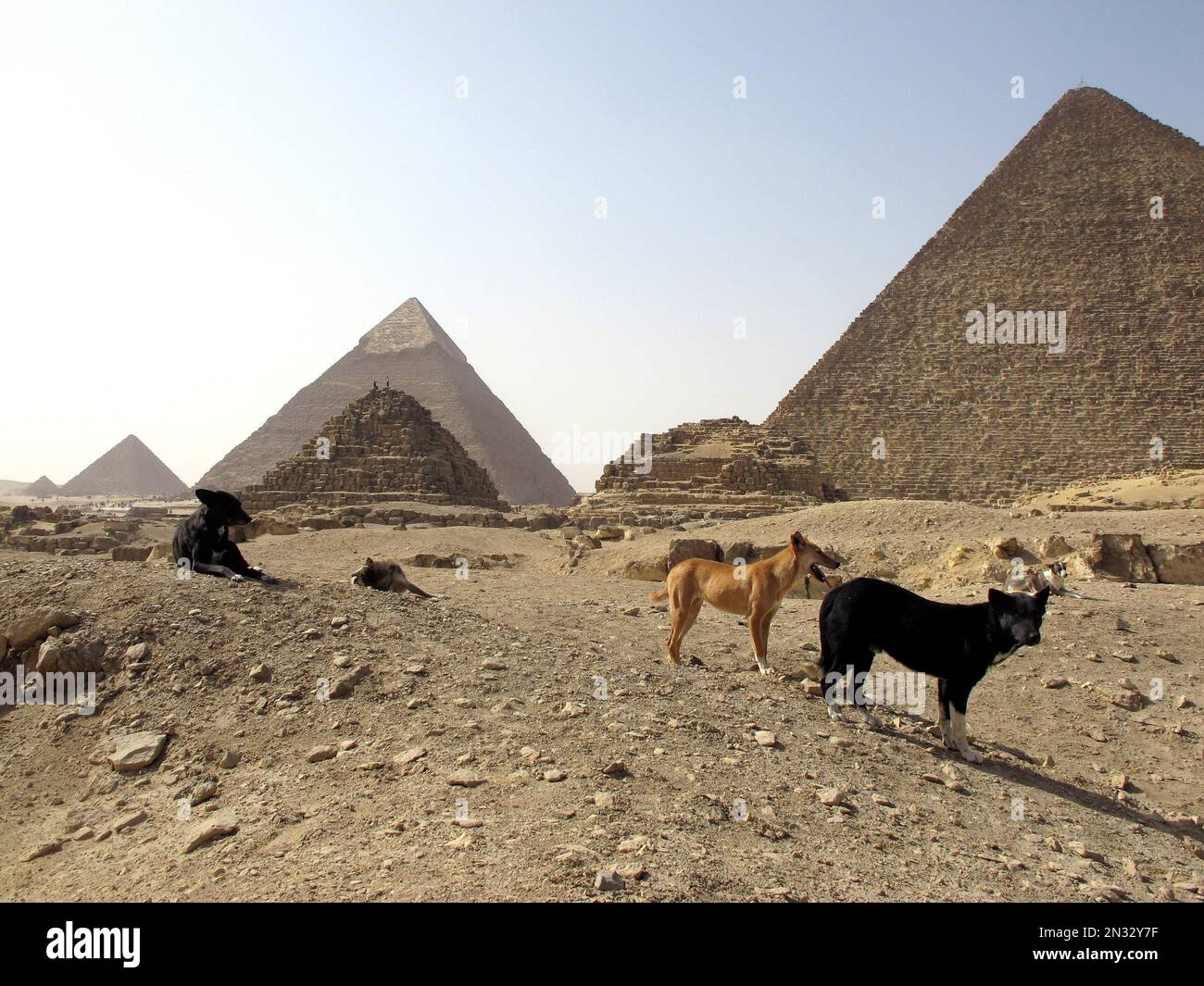 In this Tuesday, Feb. 3, 2015 photo, stray dogs gather in front of the ...