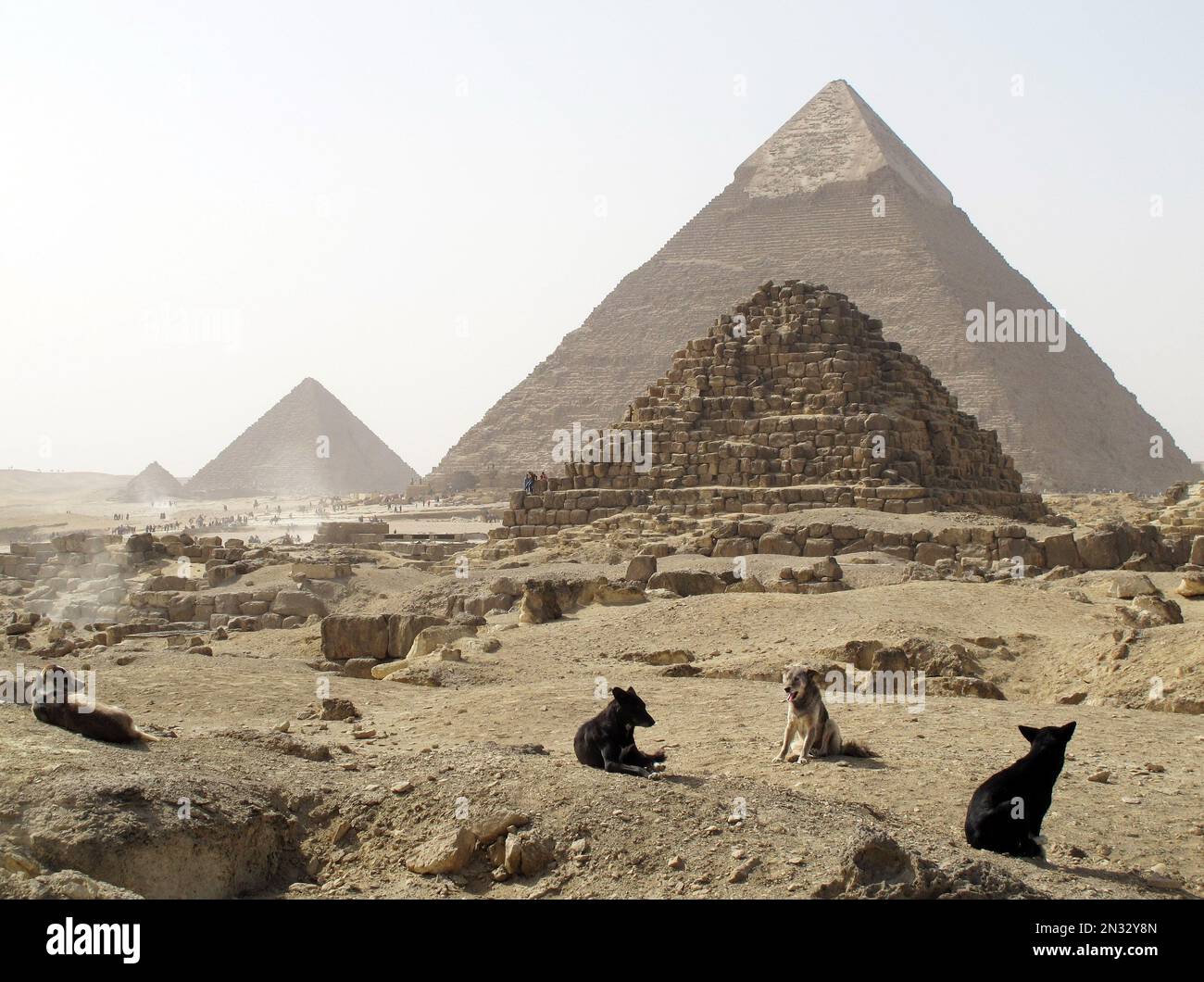 In this Tuesday, Feb. 3, 2015 photo, stray dogs rest in front of the ...