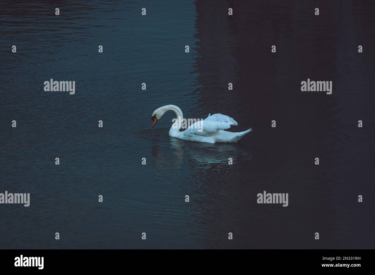 Beautiful swan family on the lake hi-res stock photography and images ...