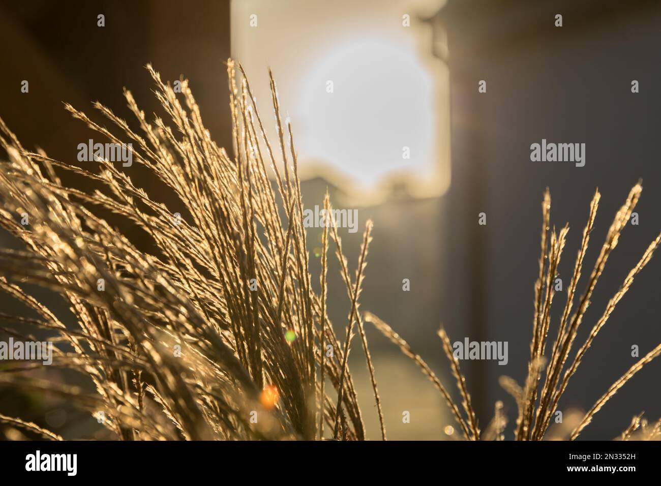 Pampas grass, plant close-up and colorful background Stock Photo - Alamy