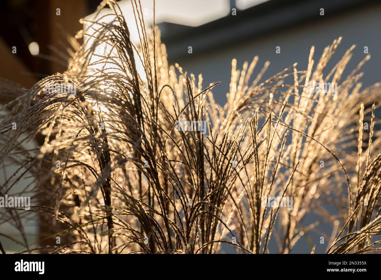 Pampas grass, plant close-up and colorful background Stock Photo - Alamy