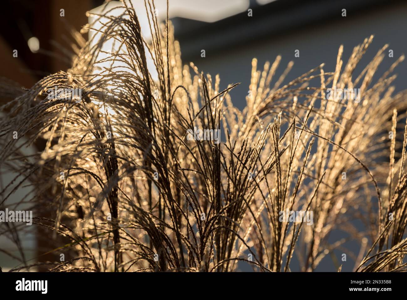 Pampas grass, plant close-up and colorful background Stock Photo - Alamy