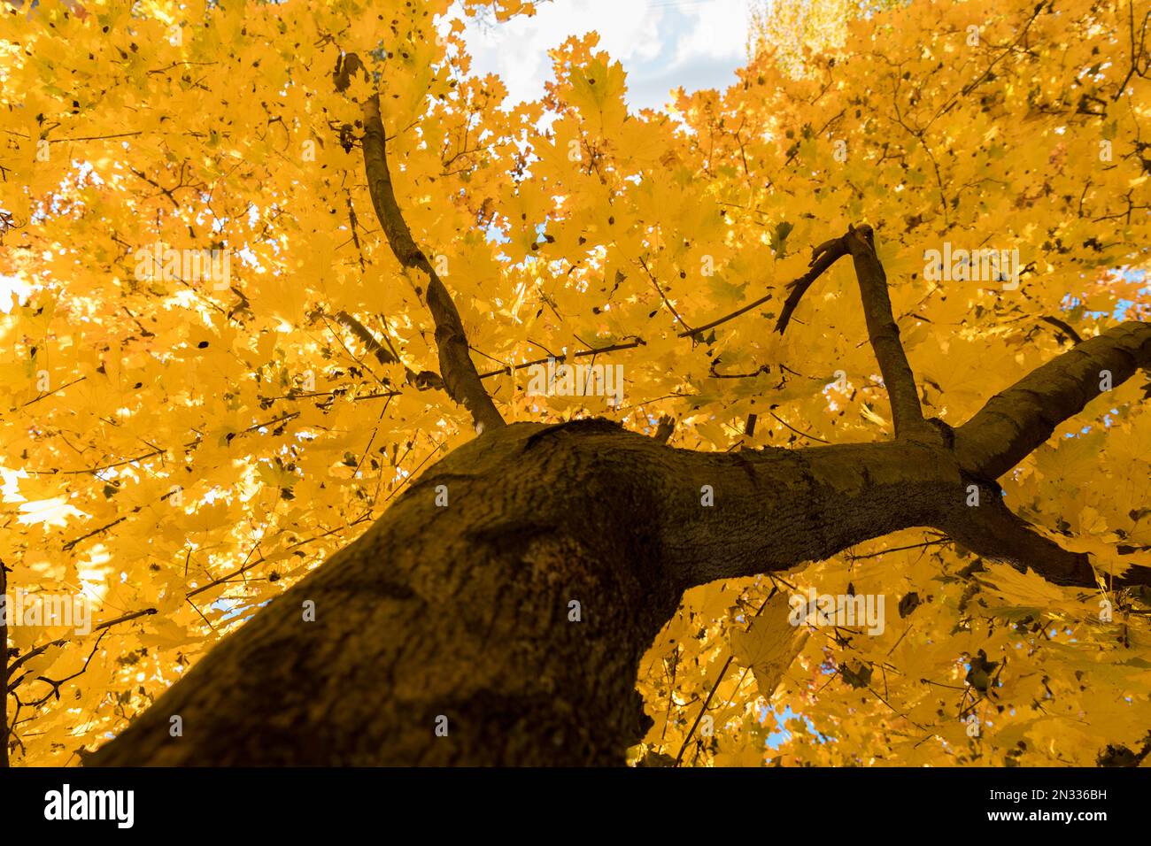 Tree crown view from the bottom of the tree, autumn leaves Stock Photo ...