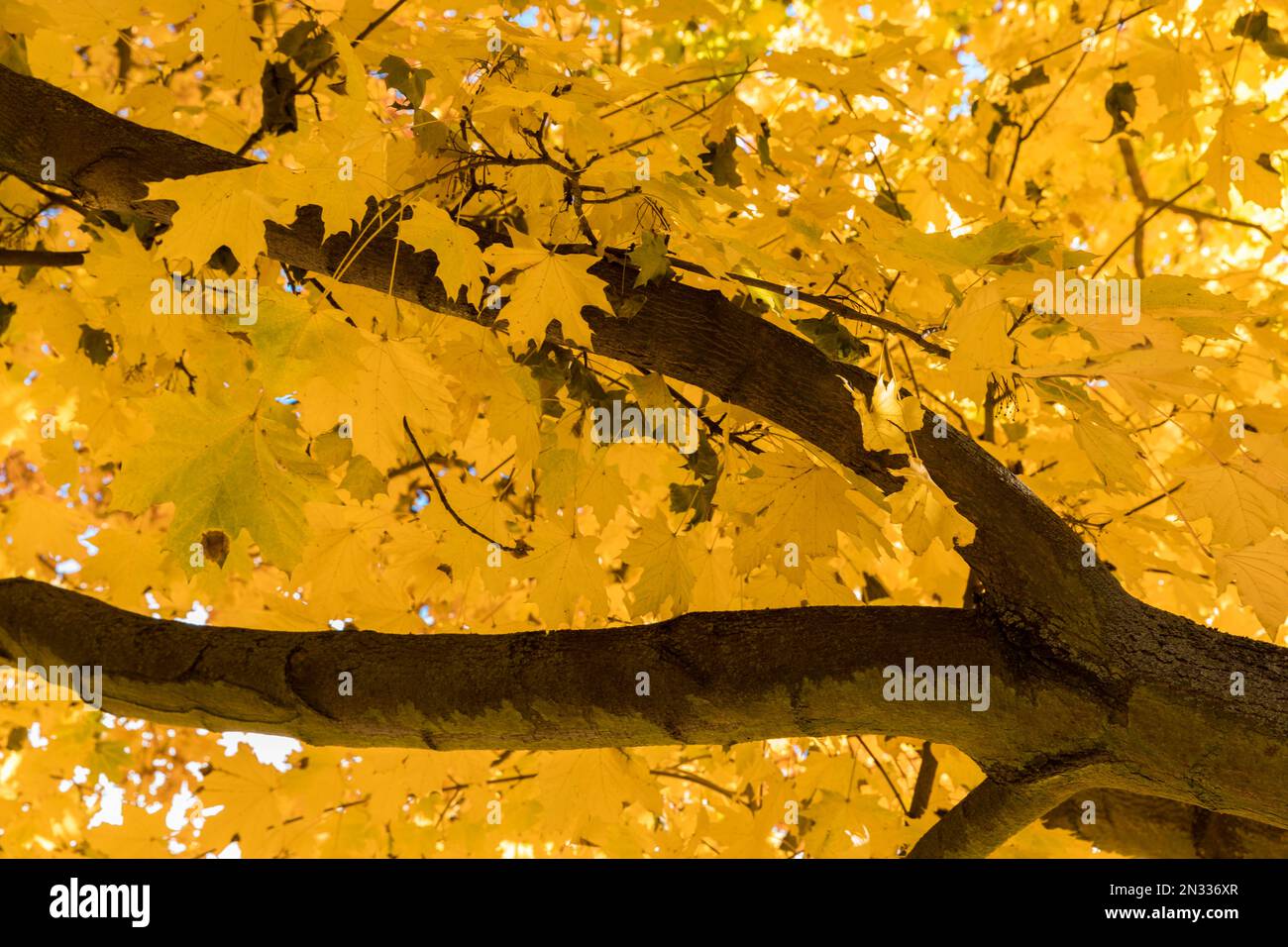 Tree crown view from the bottom of the tree, autumn leaves Stock Photo ...