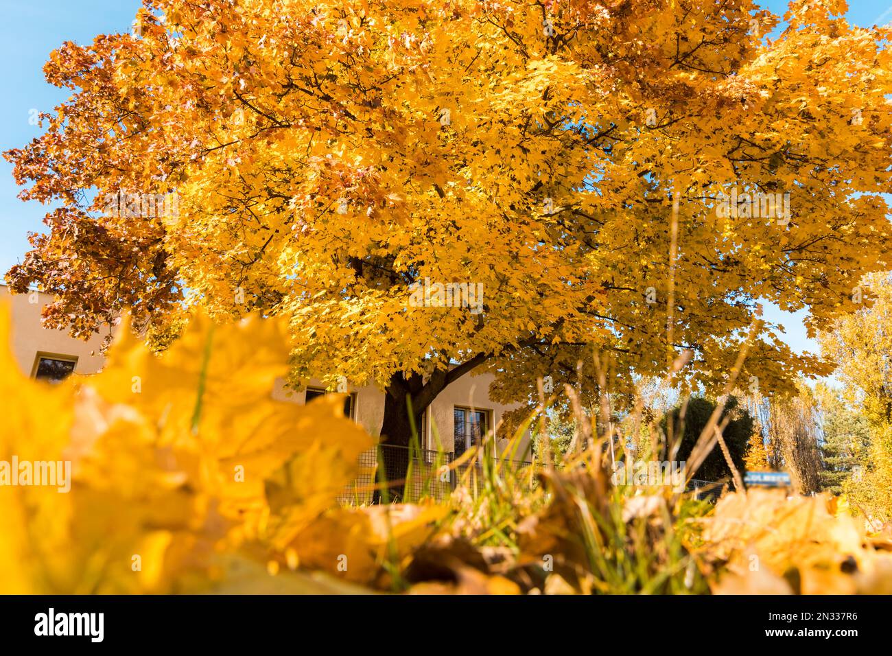 Bottom up view autumn trees hi-res stock photography and images - Alamy