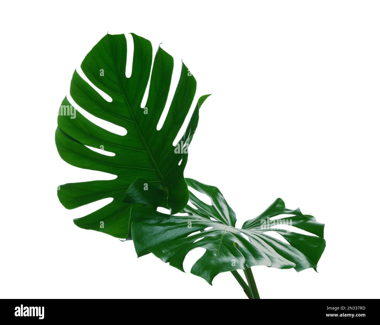Beautiful monstera leaves isolated on white. Tropical plant Stock Photo ...
