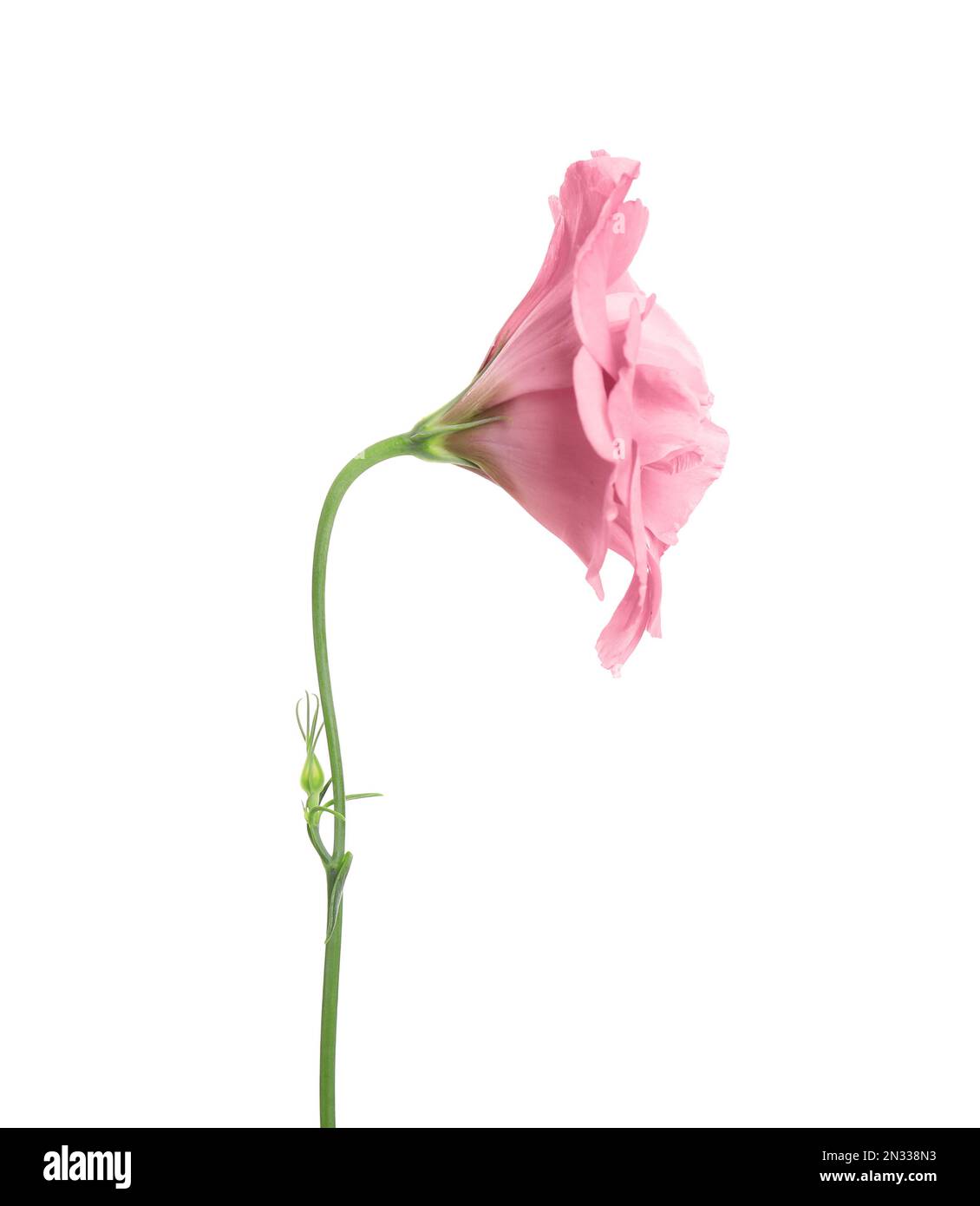 Beautiful fresh Eustoma flower isolated on white Stock Photo - Alamy