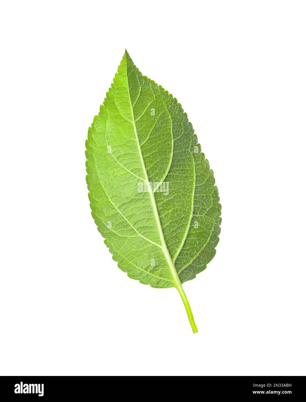 Apple leafage hi-res stock photography and images - Alamy