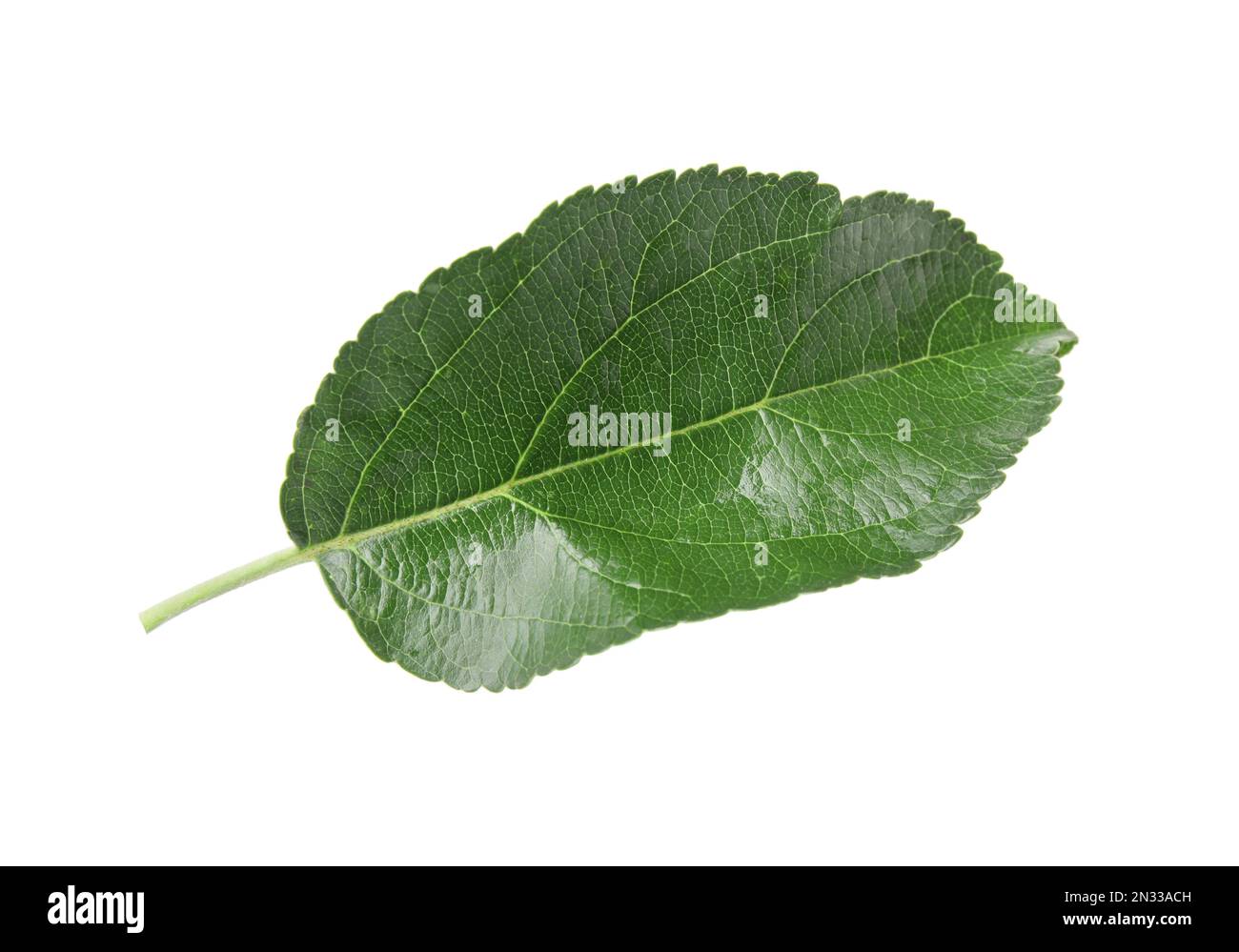 Green leaf of apple tree isolated on white Stock Photo - Alamy