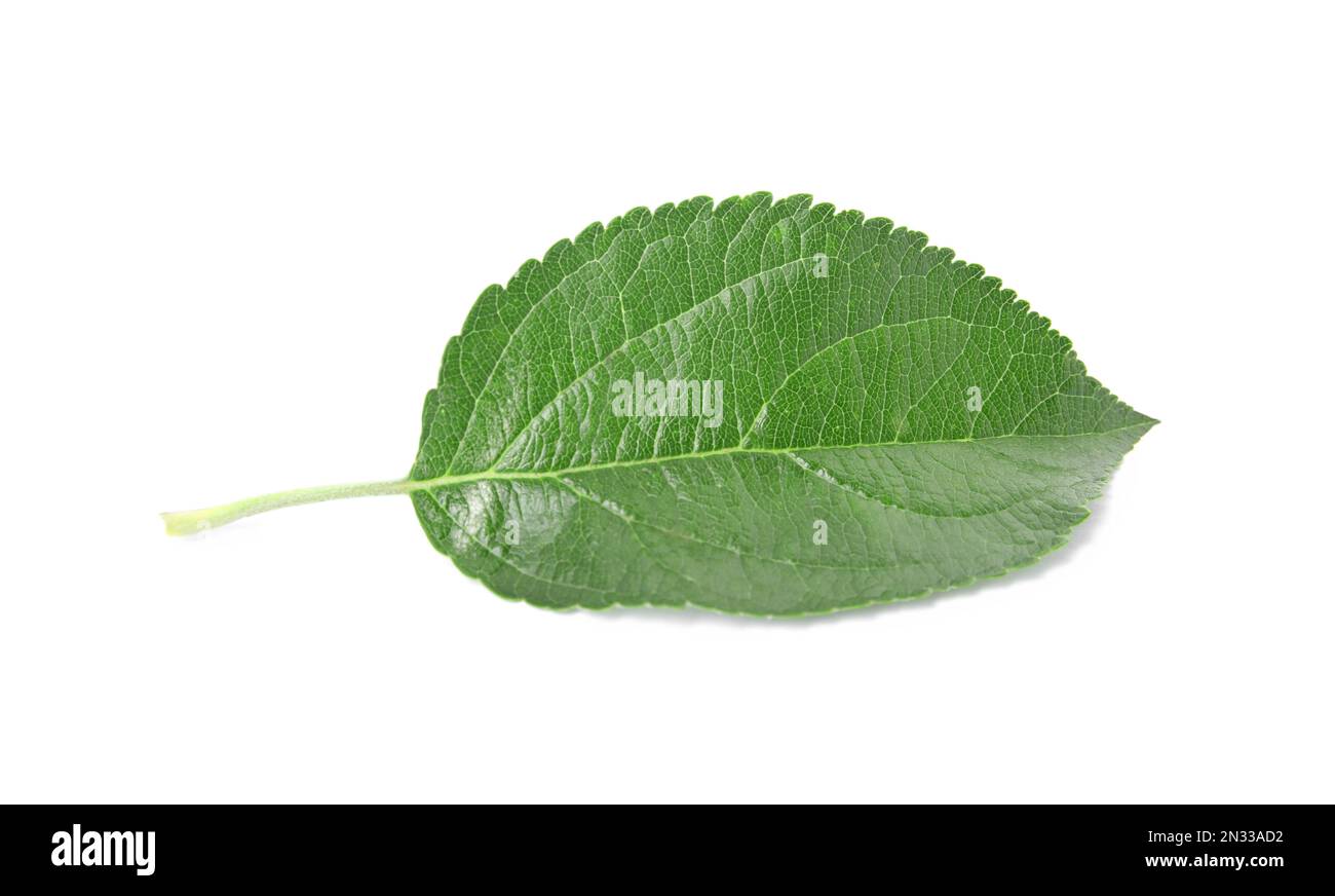 Green leaf of apple tree isolated on white Stock Photo - Alamy