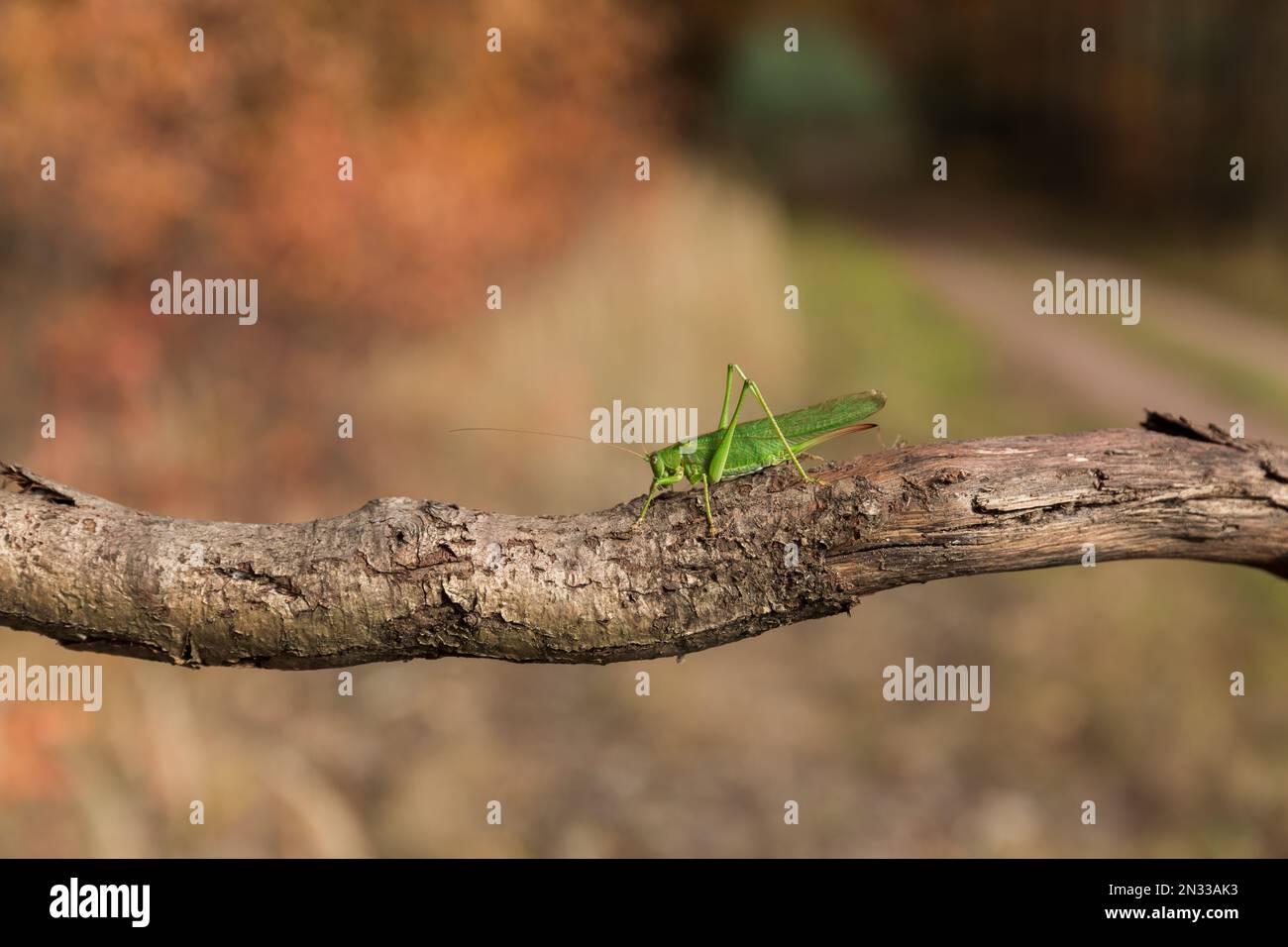 Vibrant grasshopper species hi-res stock photography and images - Alamy