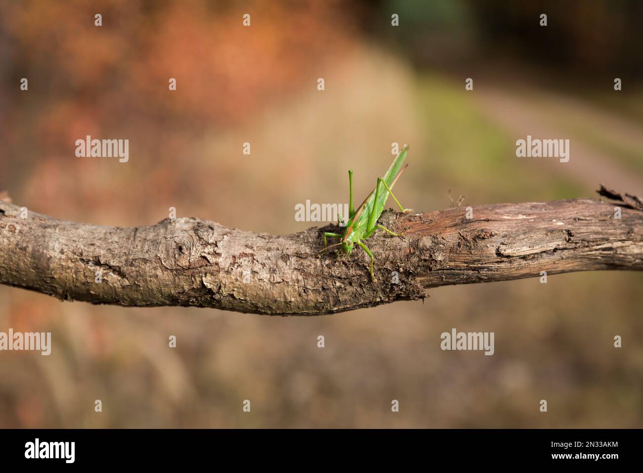 Vibrant grasshopper species hi-res stock photography and images - Alamy