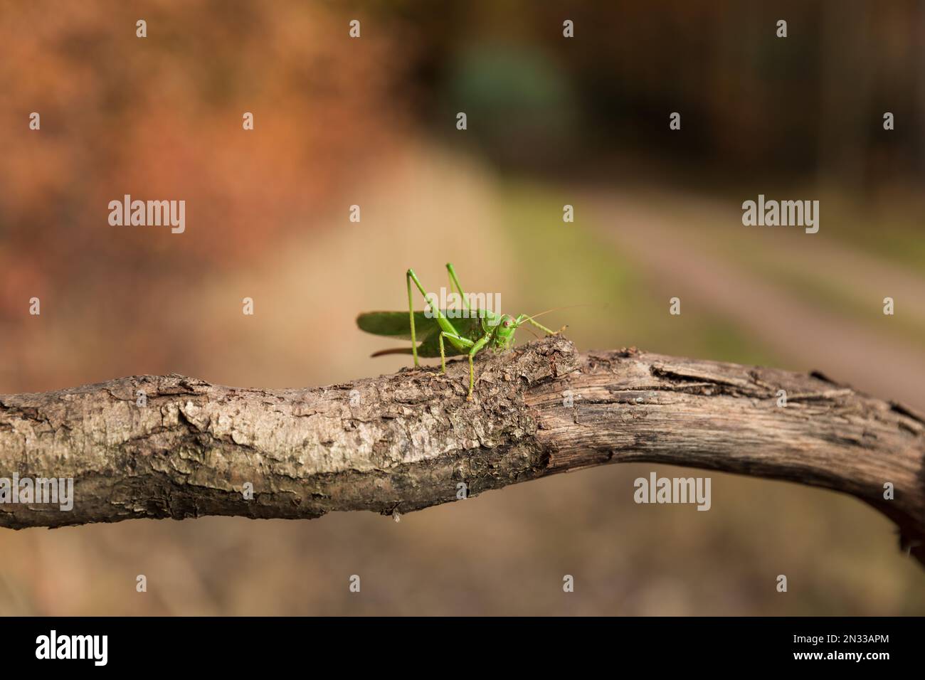 Vibrant grasshopper species hi-res stock photography and images - Alamy
