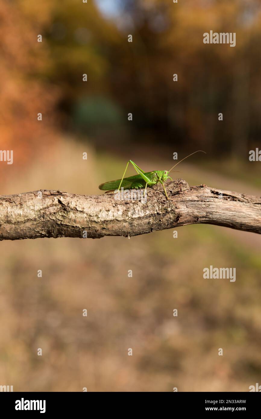 Grasshopper on a dry branch, insect close-up Stock Photo - Alamy
