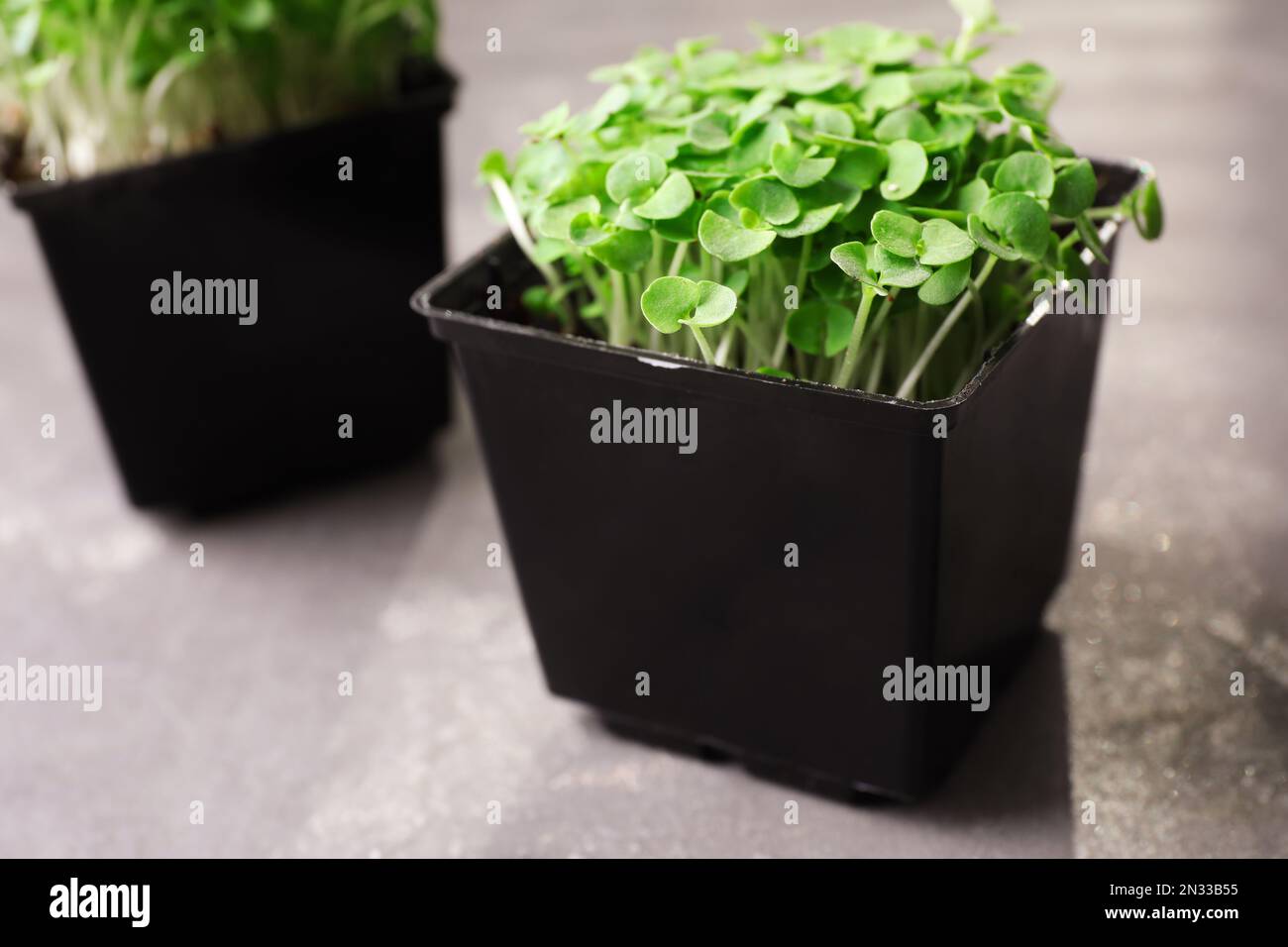 Microgreens growing in pots hi-res stock photography and images - Alamy