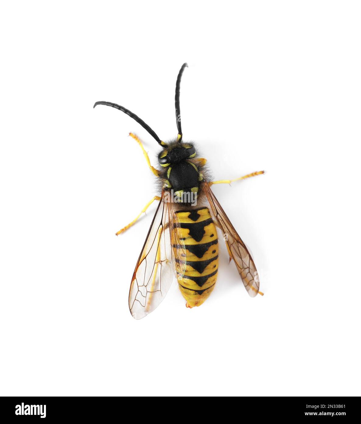 Beautiful wasp on white background, top view Stock Photo - Alamy