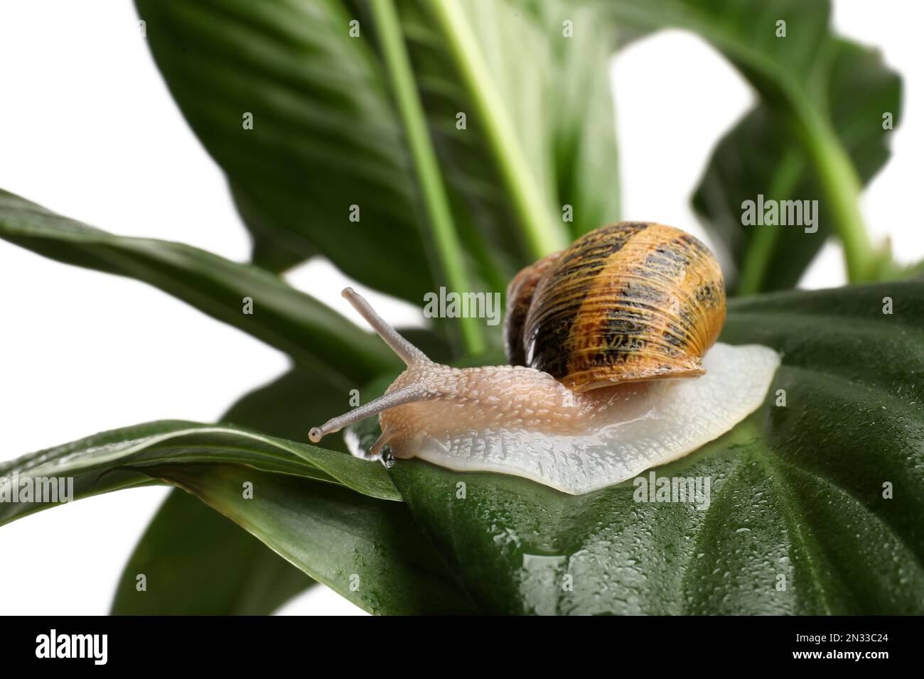 Common garden snail on wet leaf against white background, closeup Stock ...