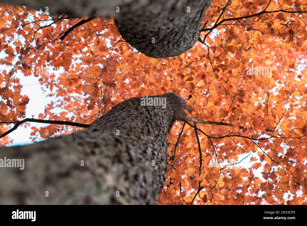Tree crown view from the bottom of the tree, autumn leaves Stock Photo ...