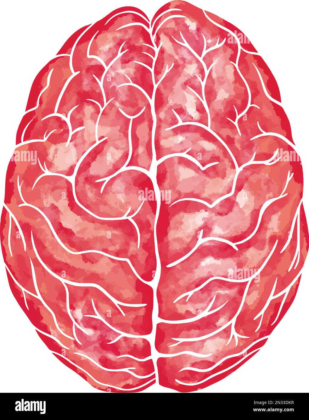 Watercolor anatomical human Brain in superior View. Brain illustration ...