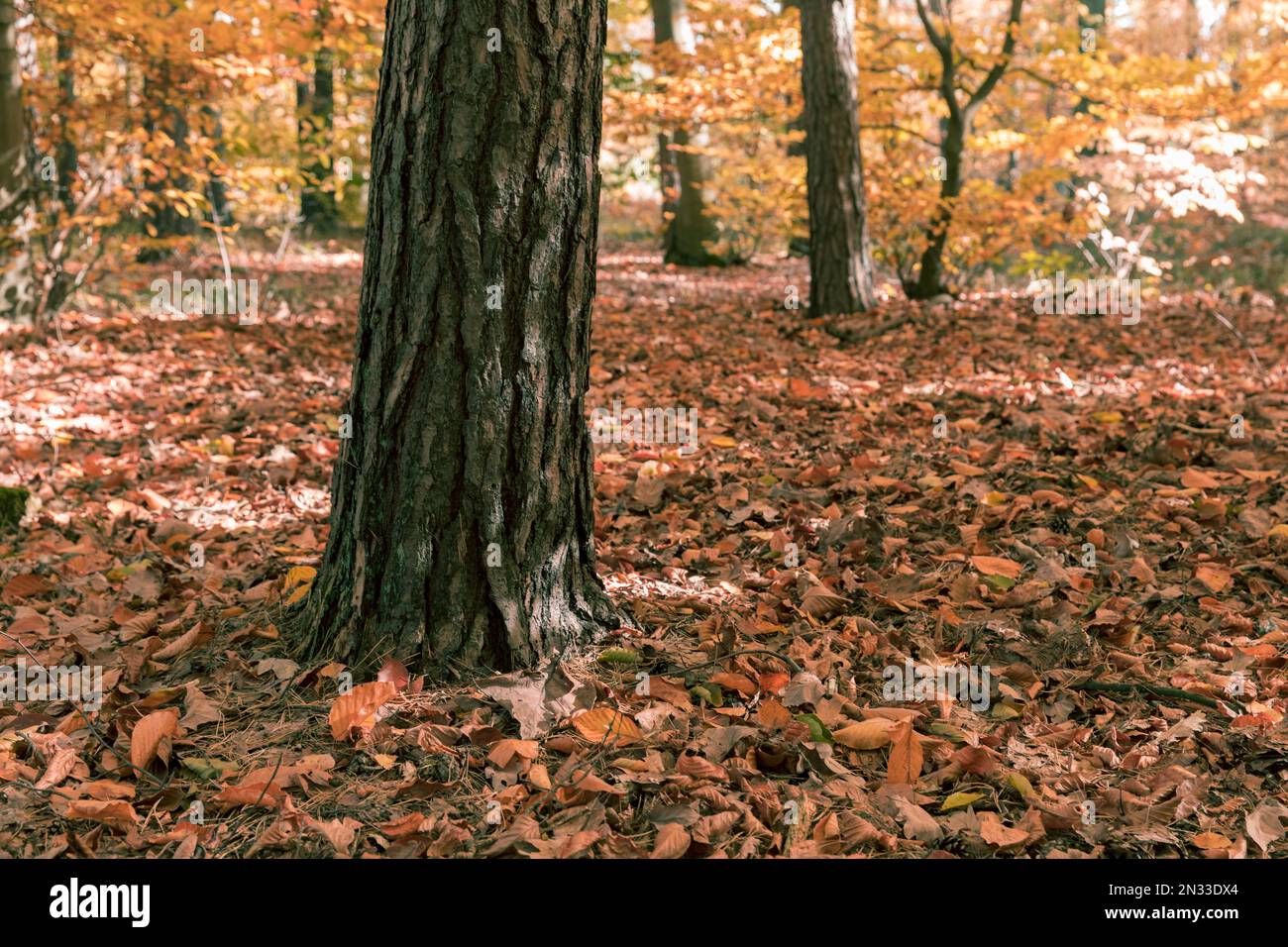 Autumn in the forest, thick tree trunk and leaves on the ground Stock ...