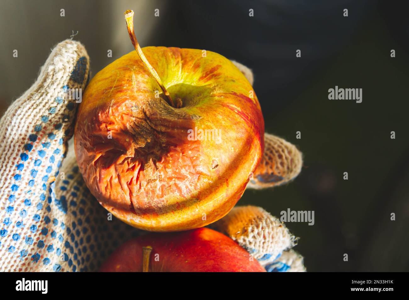 Rotten apple in sun. Rotting fruit. Diseases of apple fruit. Pest ...