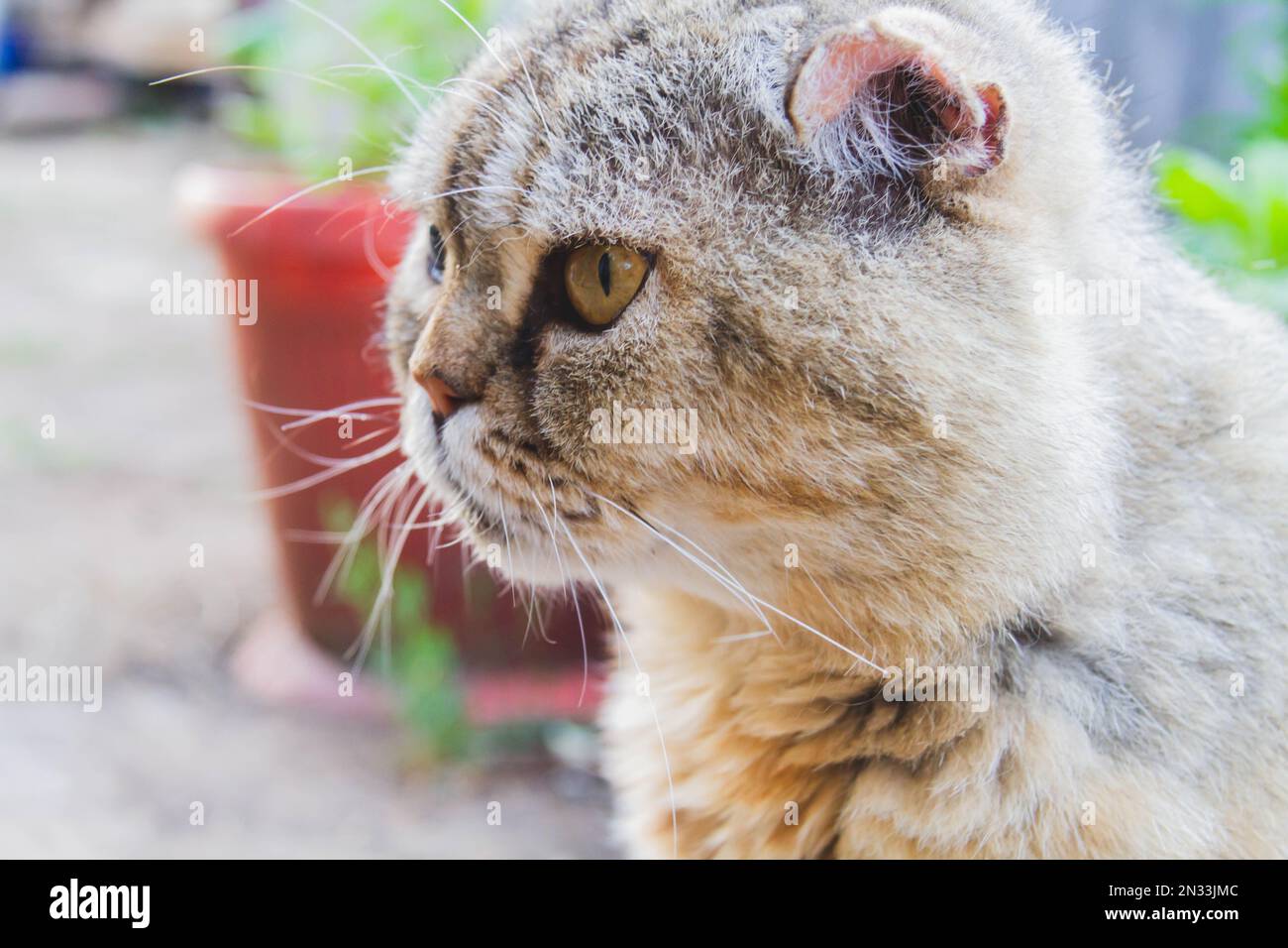 Scottish cat. Fold-eared Scotsman. Beautiful cat close-up. Large fluffy ...