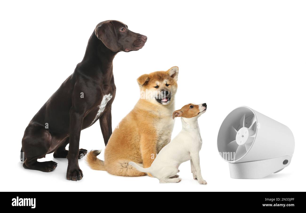 Cute dogs near fan on white background. Summer heat Stock Photo - Alamy