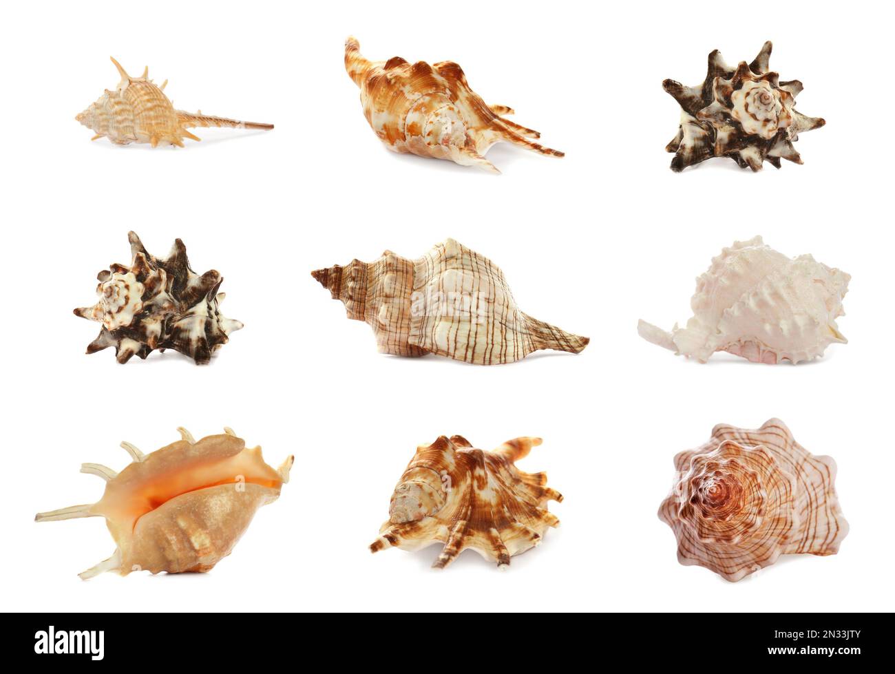 Set of different beautiful sea shells on white background Stock Photo ...