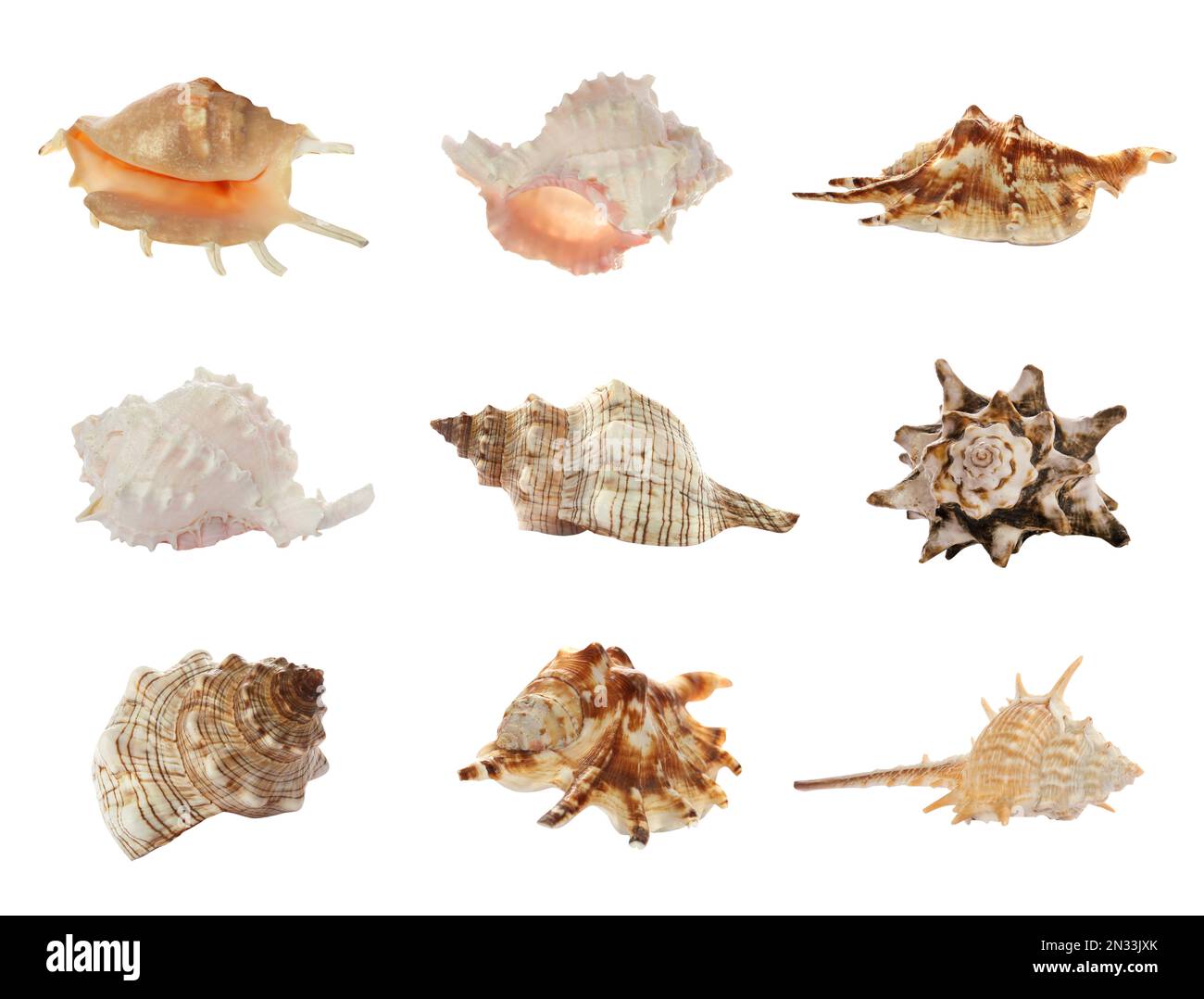 Set of different beautiful sea shells on white background Stock Photo ...