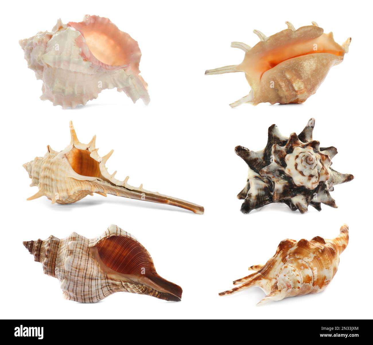 Set of different beautiful sea shells on white background Stock Photo ...