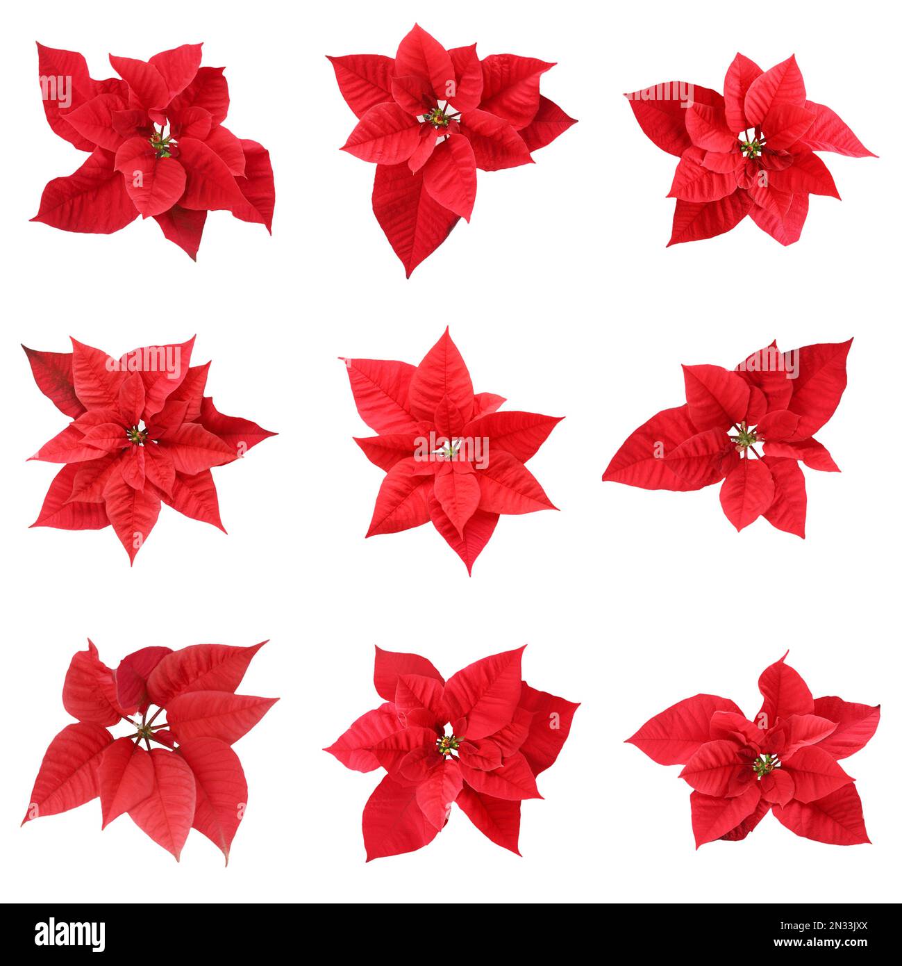 Set of poinsettias on white background. Christmas traditional flower ...