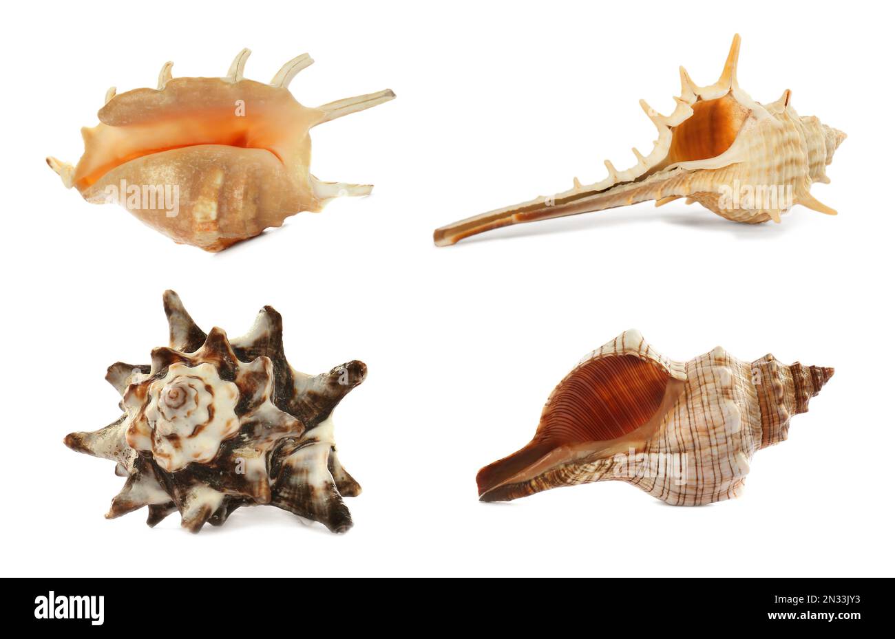 Set of different beautiful sea shells on white background Stock Photo ...