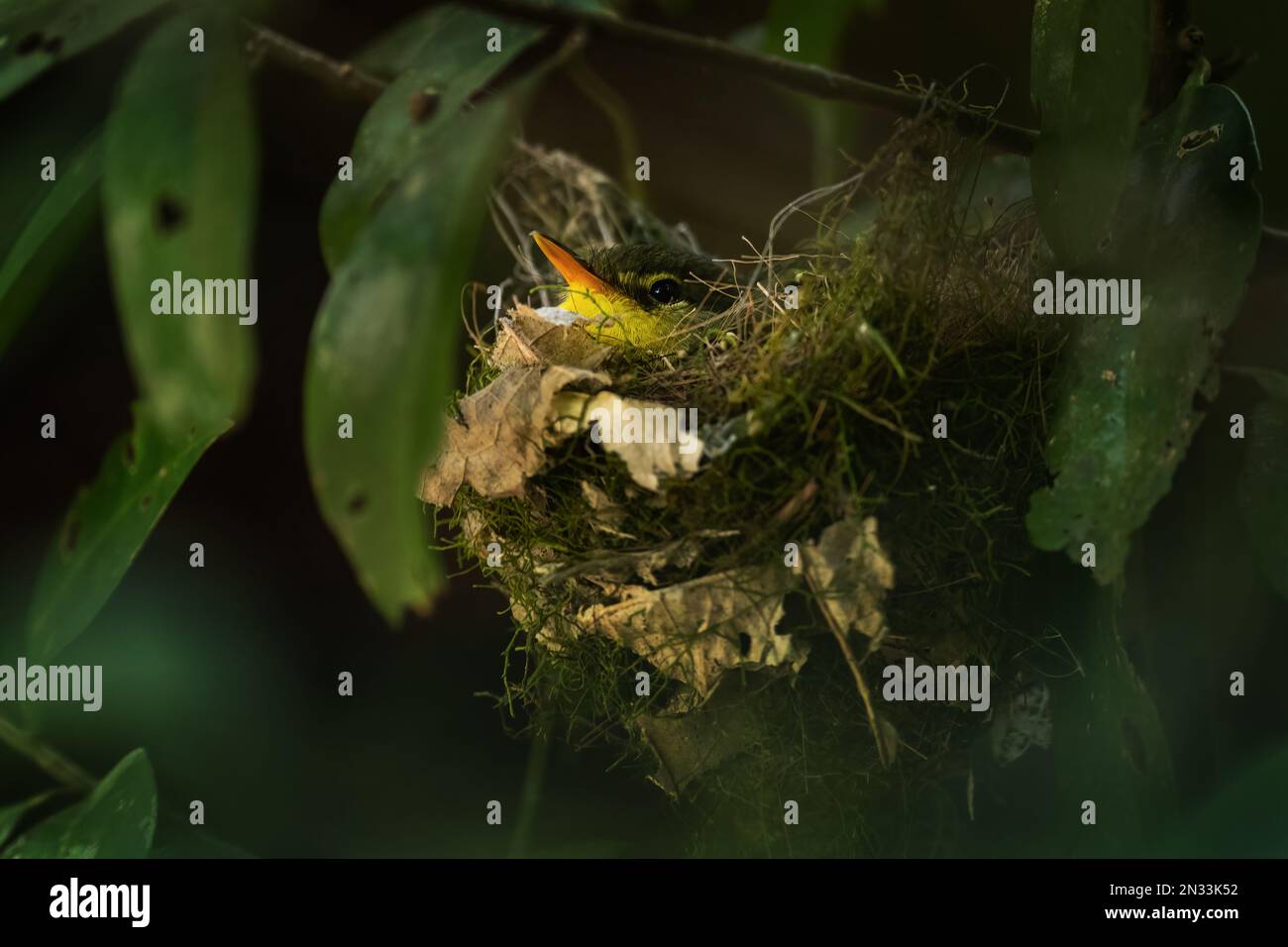 Warbler nest sitting branch hi-res stock photography and images - Alamy