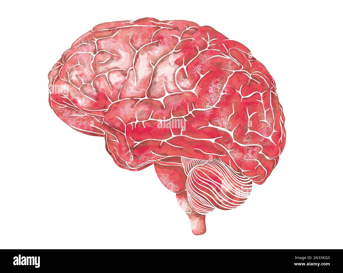 Structure of the human brain. Side Lateral view. Medical watercolor ...