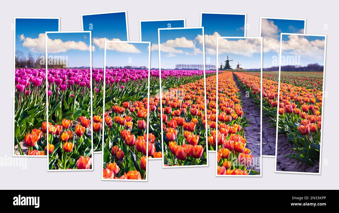 Isolated ten frames collage of picture of tulip farm near the Creil ...