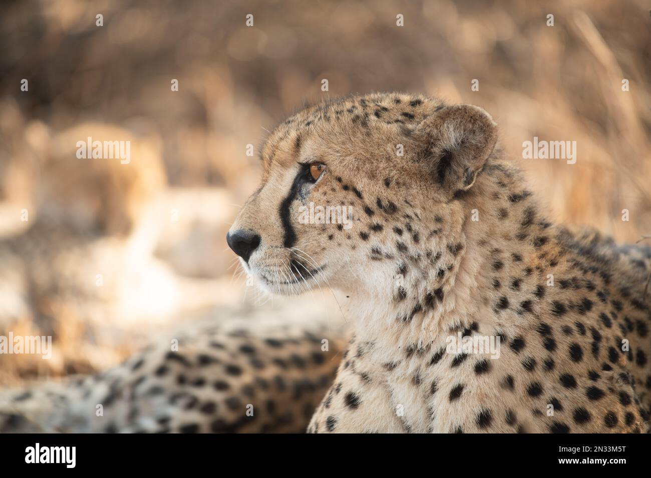 Portrait of a cheetah laying down and resting in morning light in South ...
