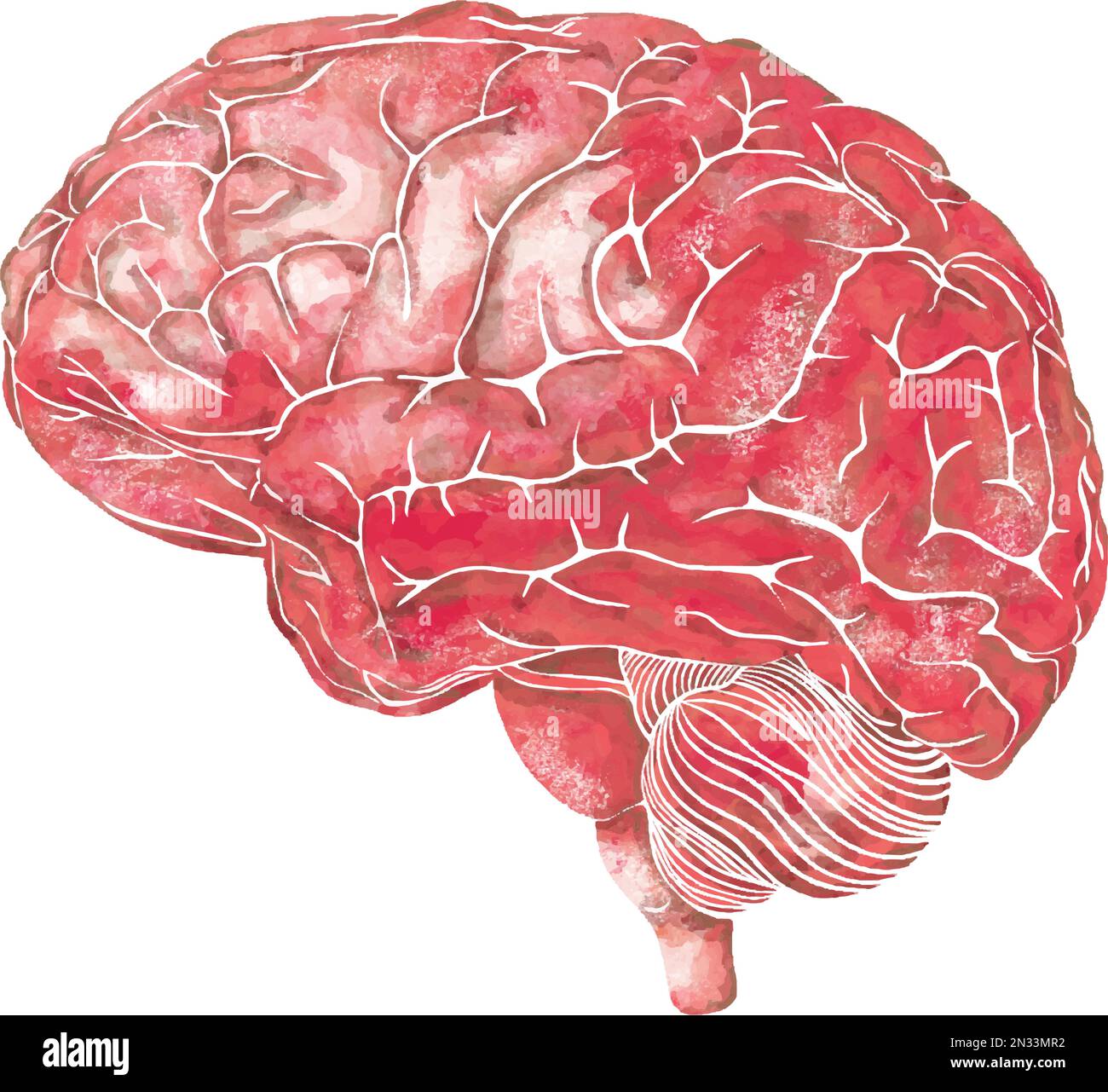 Structure of the human brain. Side Lateral view. Medical watercolor ...