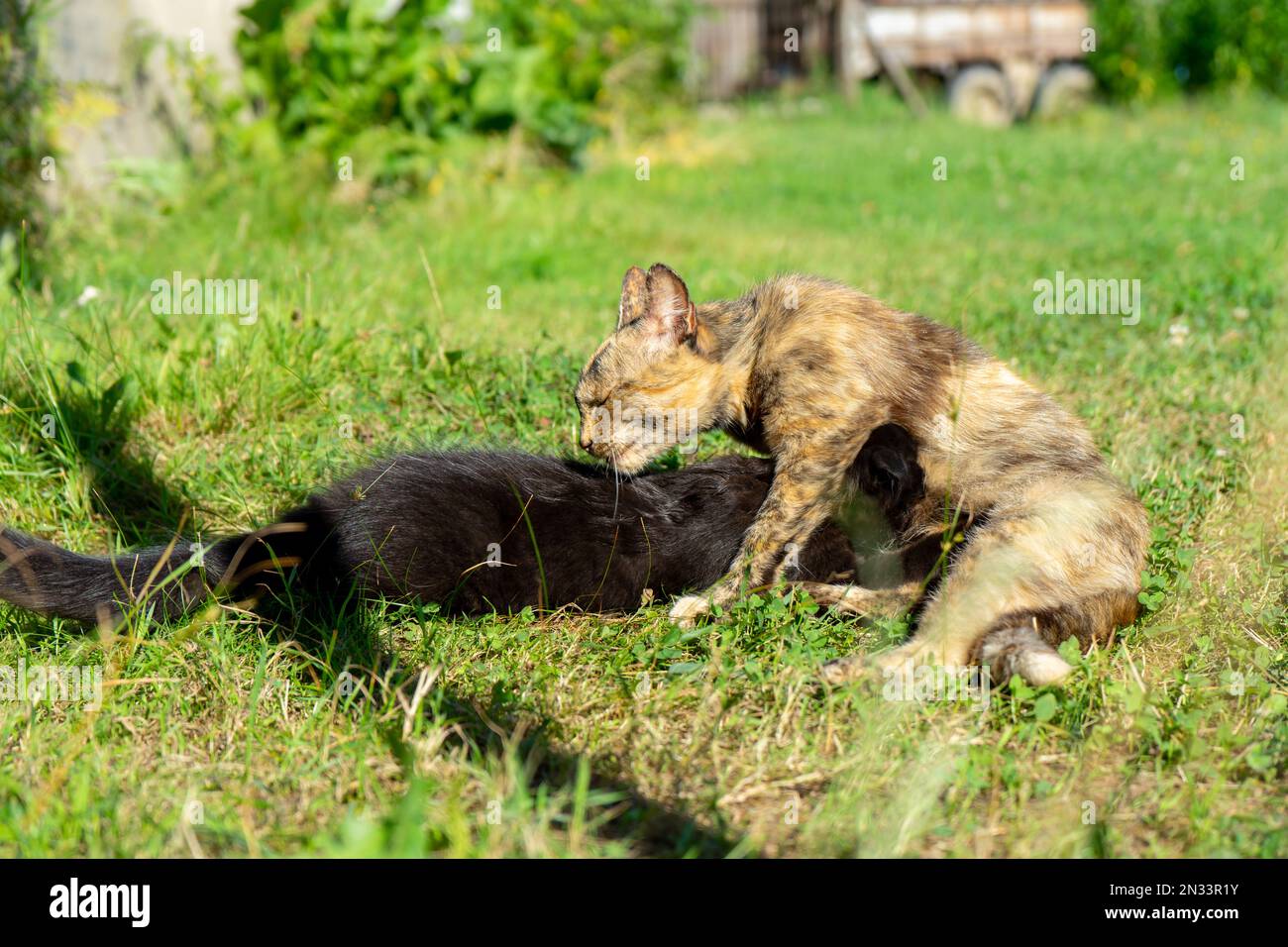 Catty face hi-res stock photography and images - Alamy
