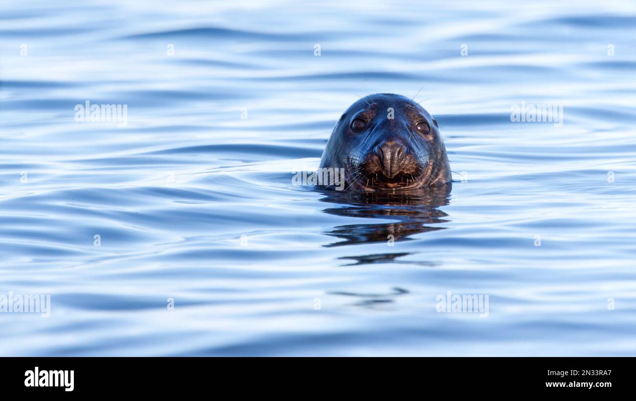 Bull grey seal in the ocean Stock Photo - Alamy