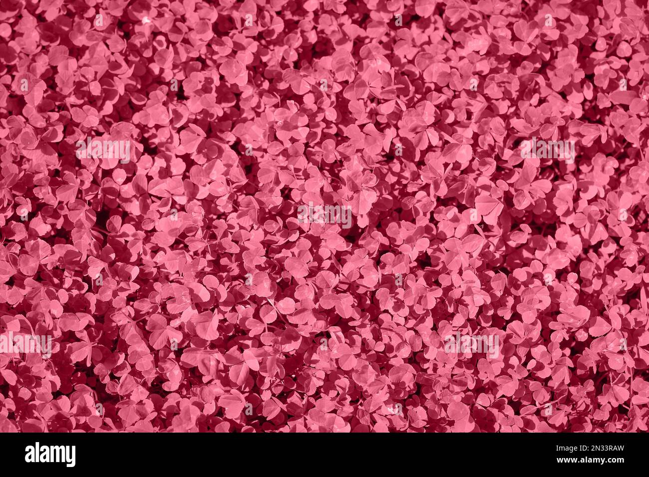 Color of the Year 2023 Viva Magenta palette poster. Patch of clover ...