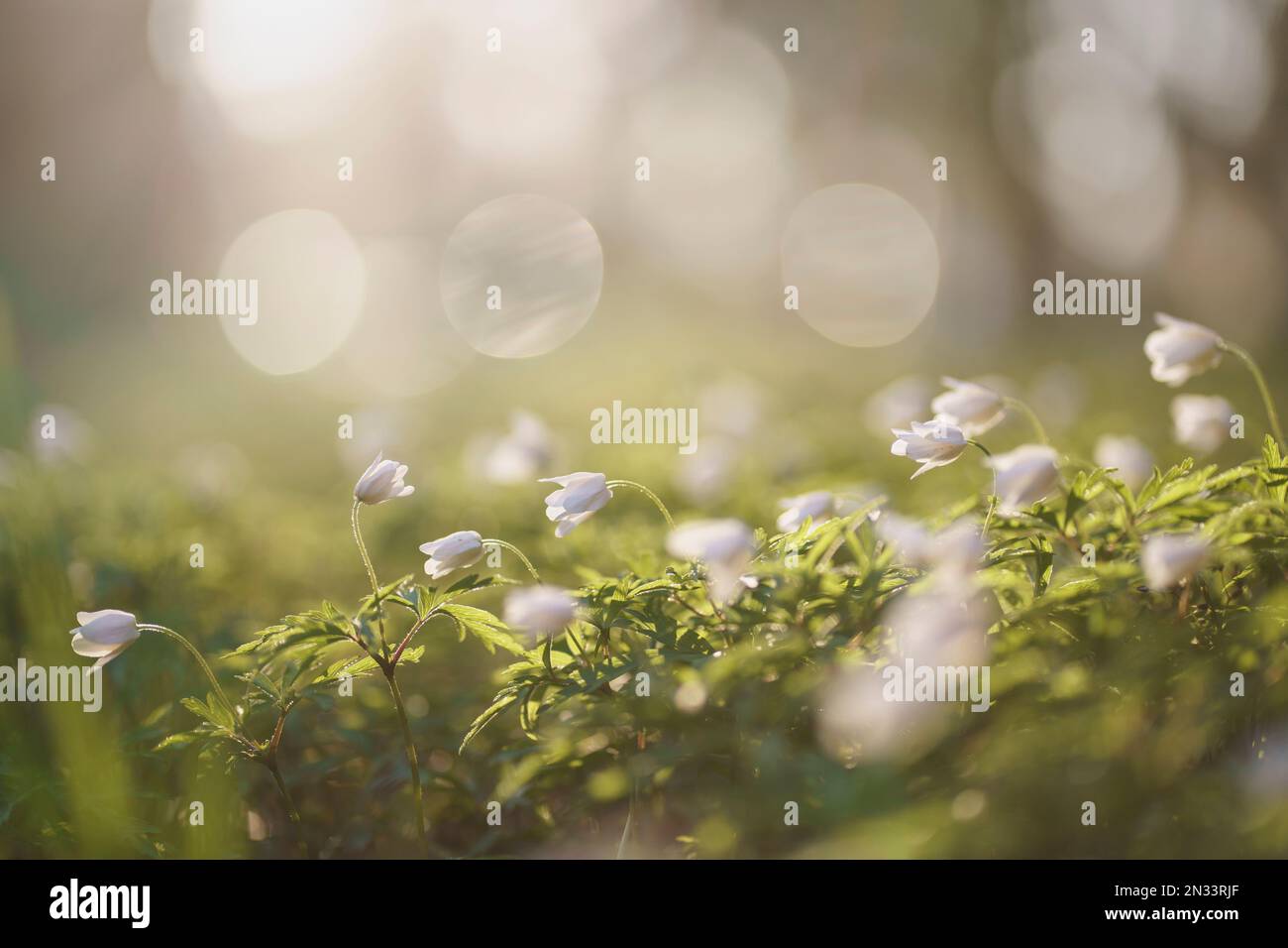 Spring flowers background, april mood Stock Photo - Alamy