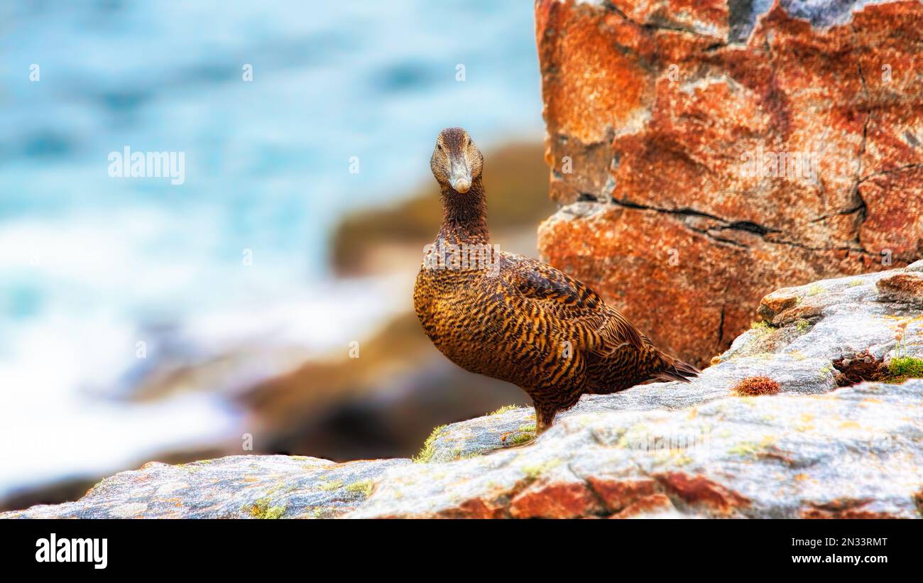 Eider duck feathers hi-res stock photography and images - Alamy