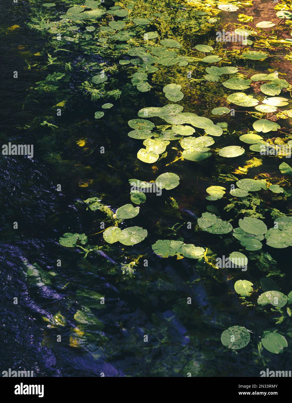Water-lilliy leaves in small stream, fairycore aesthetic Stock Photo ...
