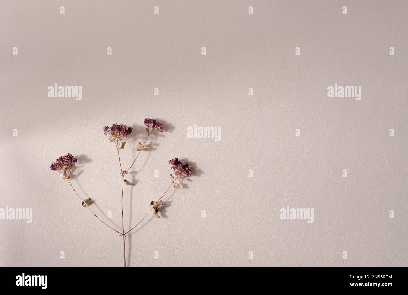Minimal beige background with dried plant and aestheic sunlight, copy ...
