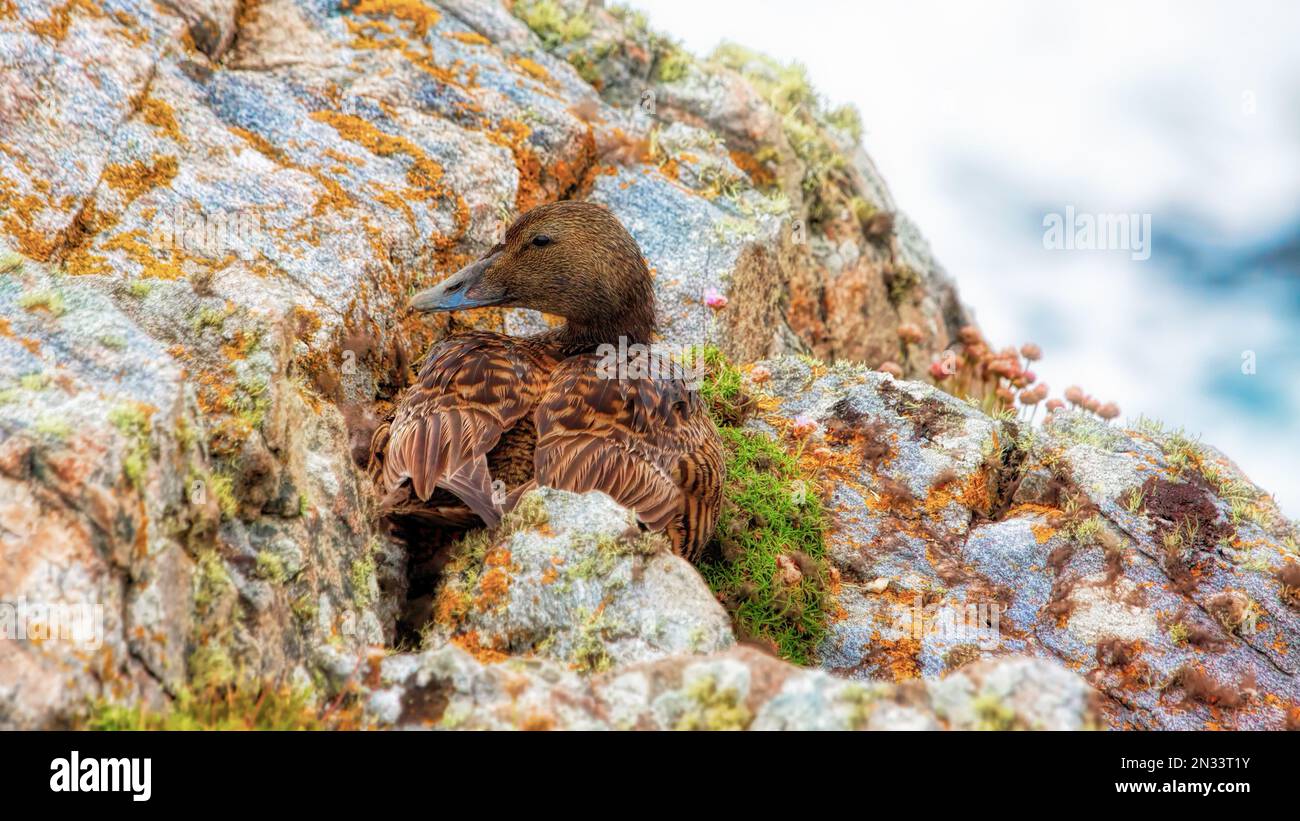Eider duck feathers hi-res stock photography and images - Alamy