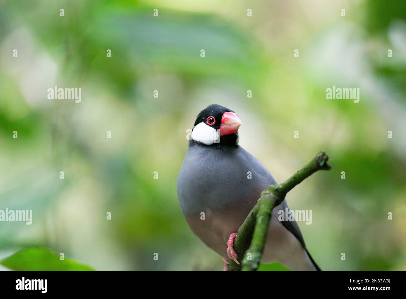 Java sparrow flying hi-res stock photography and images - Alamy